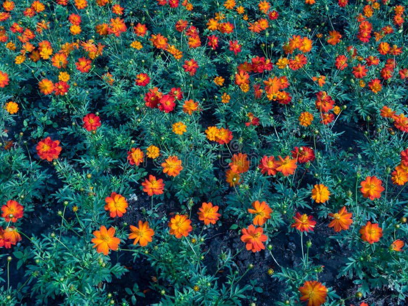 Sulfur Cosmos or Orange Cosmos in the Garden.Beautiful Selective Focus ...