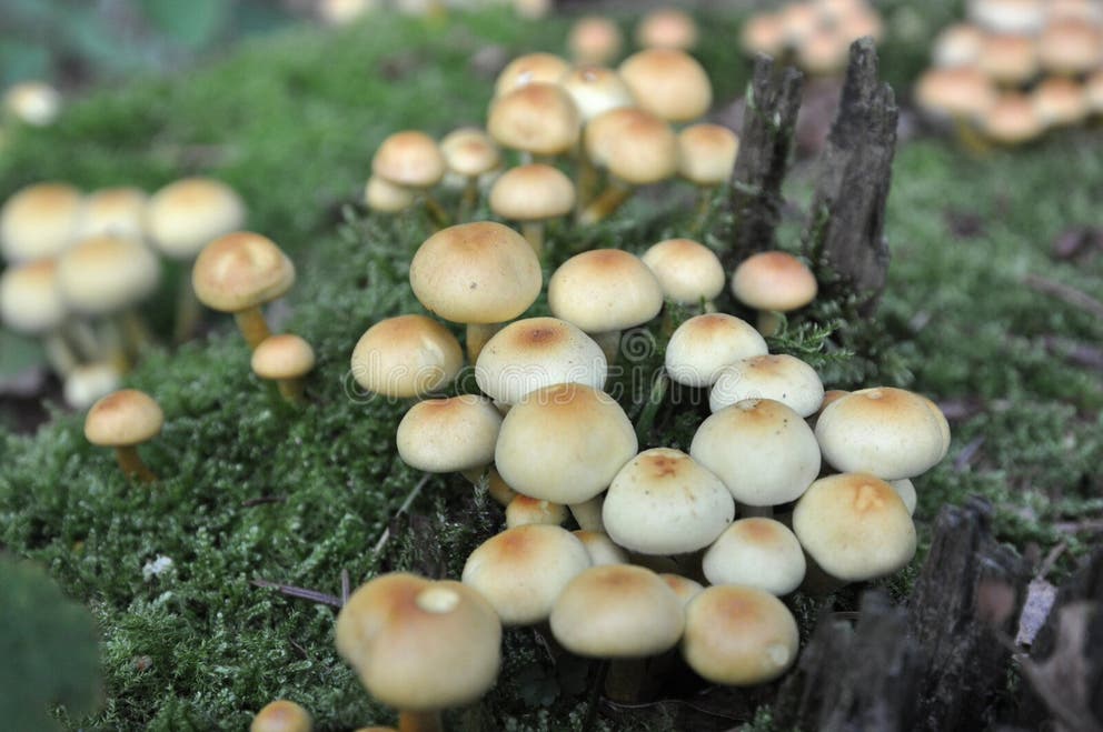 Sulfur cups stock image. Image of ordinary, tree, fascicularis - 11094271