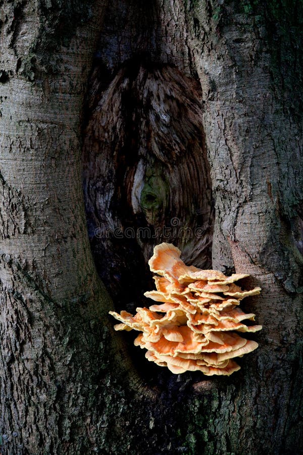 Sulfur fungus on a tree stock image. Image of saprophyte - 36120609