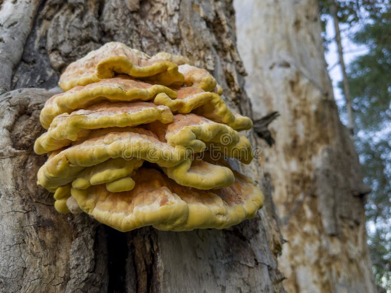 Sulfur Fungus that Grows on Willow and Poplar Trees Stock Photo - Image ...