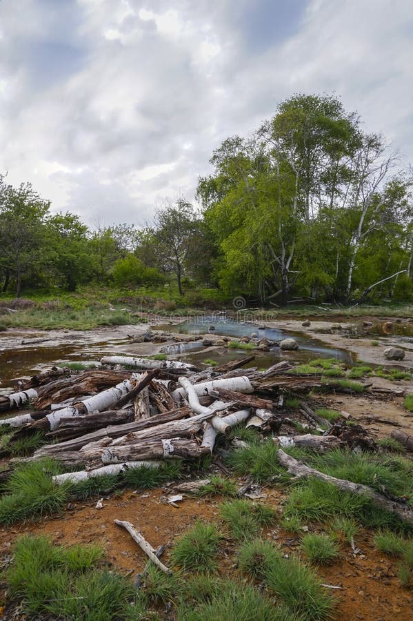 Sulfur and trees stock photo. Image of bracciano, manziana - 59290708