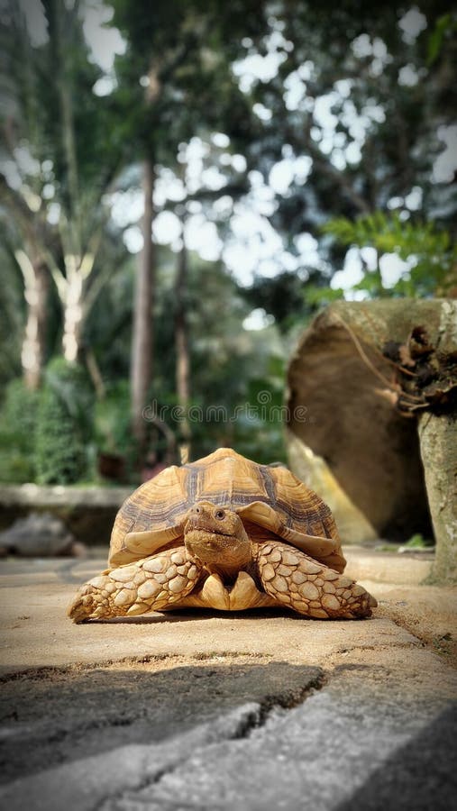 Sulkata tortoise stock image. Image of semarang, indonesia - 263161465