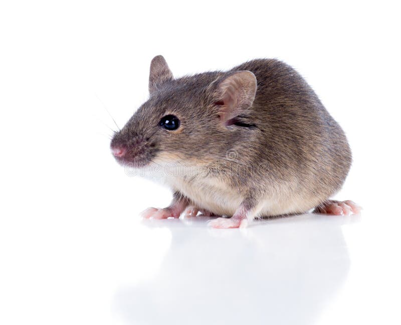 Field Mouse Standing on White Background Stock Photo - Image of ...
