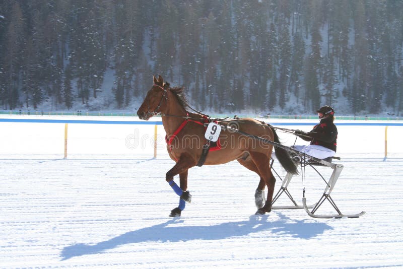 Sulky Race editorial stock image. Image of switzerland - 23290399