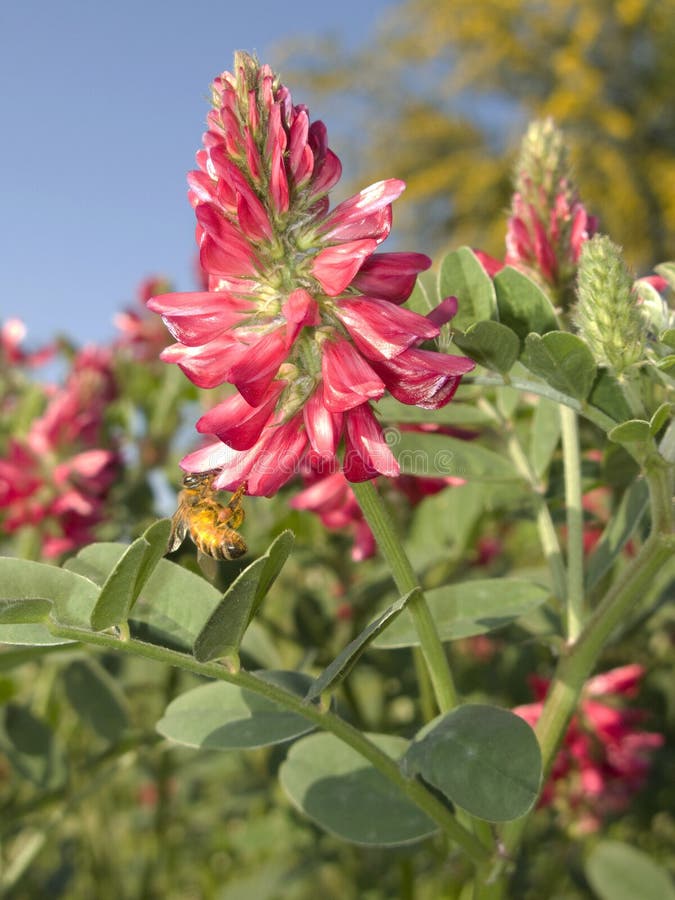 Sulla Coronaria Plants in Bloom Stock Image - Image of close, flower ...