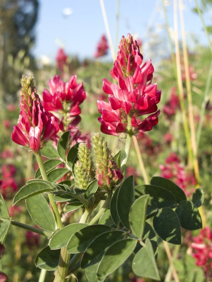 Sulla Coronaria Plants in Bloom Stock Image - Image of edible, italy ...