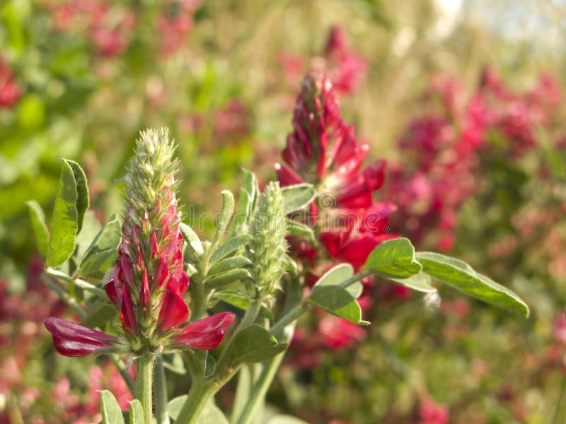 Sulla Coronaria Plants in Bloom Stock Image - Image of edible, italy ...