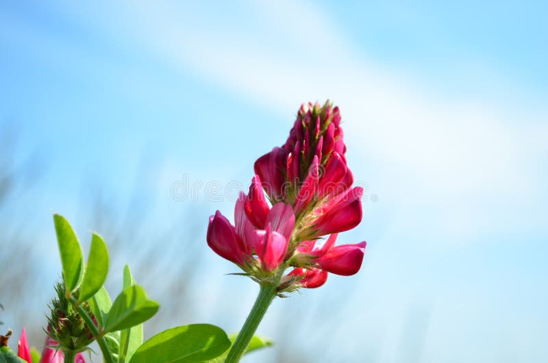 Sulla flower stock photo. Image of plant, clear, agriculture - 24004514