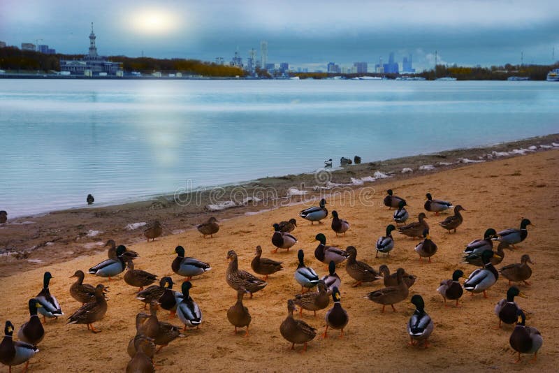 Sullen Gloomy River Landscape with Ducks City Stock Photo - Image of ...