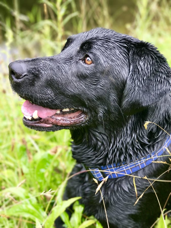 Sully stock image. Image of sully, young, explorer, black - 96959843