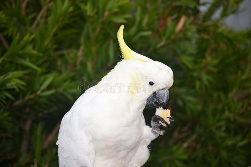 Cockatoo stock image. Image of wild, blue, white, australian - 29773507