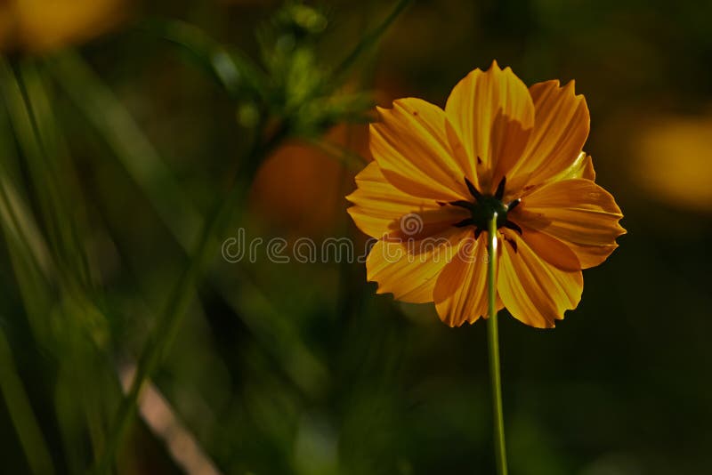 A Sulphur Cosmos flower stock photo. Image of green - 283298020