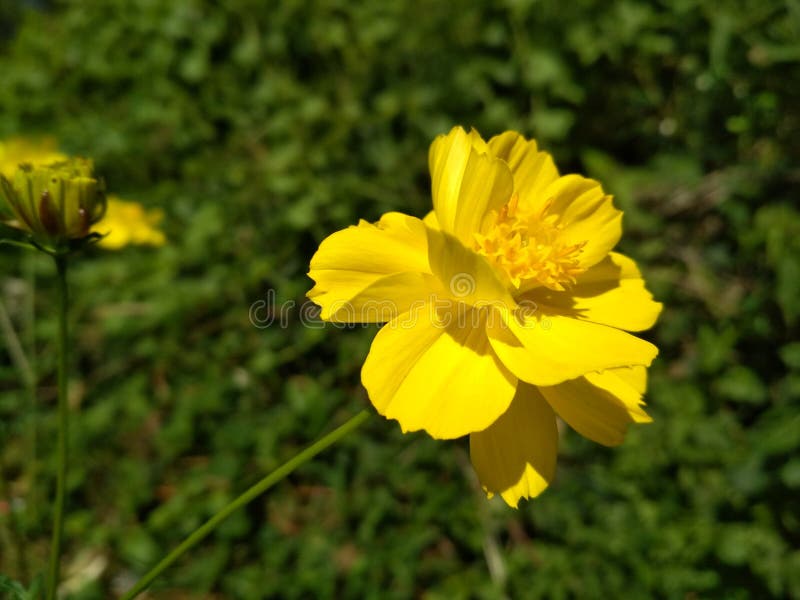 Sulphur Cosmos Flower Shot from Eye Angle View Stock Image - Image of ...