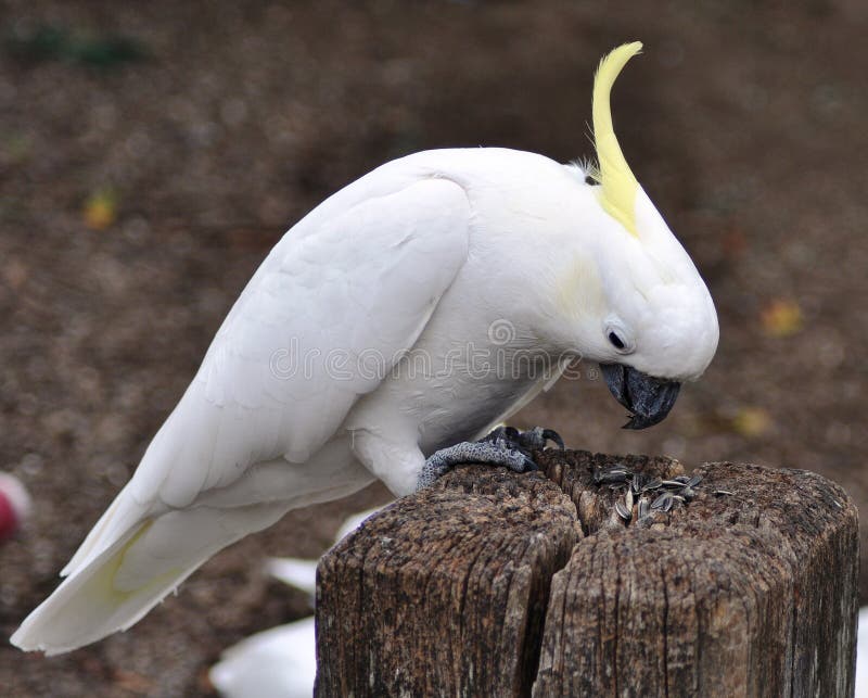 Sulphur-Crested Cockatoo stock image. Image of claws - 14521565