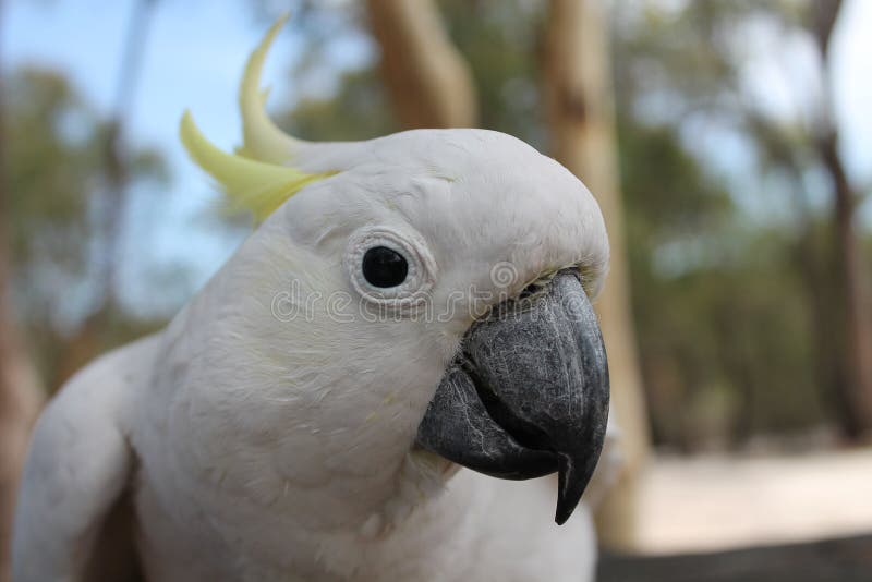 Sulphur Crested Cockatoo stock photo. Image of sulphur - 36676942