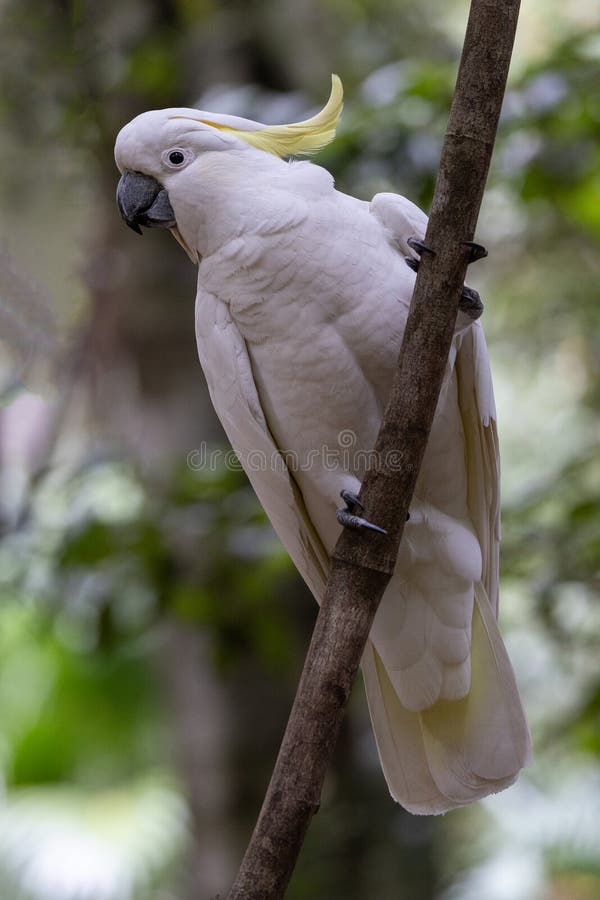 Sulphur-crested Cockatoo stock image. Image of cacatua - 292341775