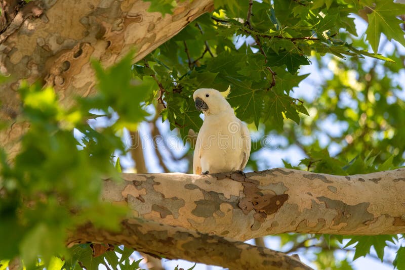 Sulphur-crested Cockatoo in a Tree in the Outback Australia Stock Image ...