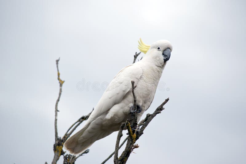 The Sulphur Crested is Perched on Top of a Tree Stock Photo - Image of ...