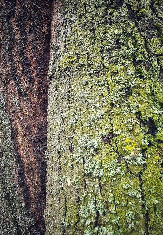 The Sulphur Dust Lichen on Tree Barks Stock Photo - Image of sulphur ...
