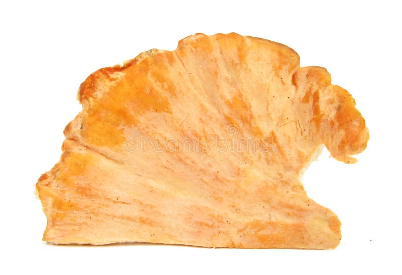 Sulphur Shell Chicken Mushroom Laetiporus Sulphure Stock Photo - Image ...