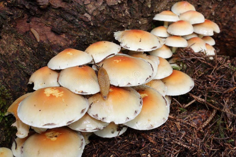 Sulphur tuft stock image. Image of hypholoma, slug, autumn - 19919421