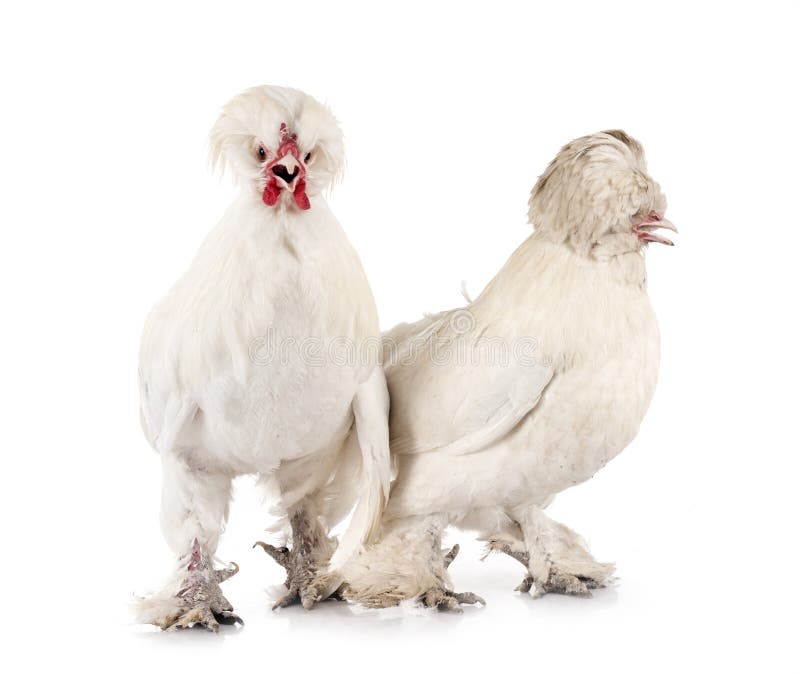 Sultan chicken in studio stock image. Image of poultry - 323408437