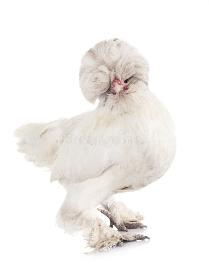 Sultan chicken in studio stock photo. Image of feather - 323408442