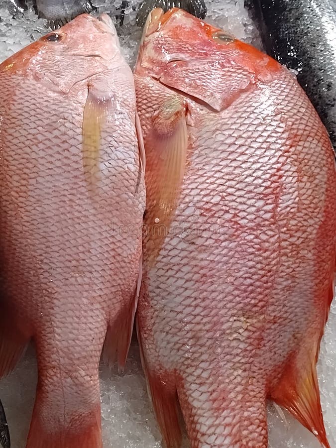 Sultan ibrahim fish stock image. Image of ibrahim, sultan - 260701869