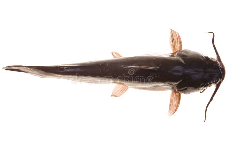 Sum obraz stock. Obraz złożonej z tło, surowy, grzbietowy - 13976243