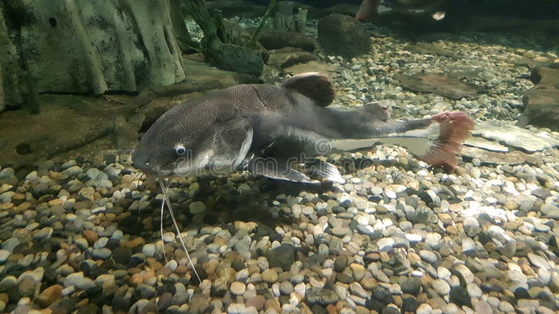 Sum w akwarium obraz stock. Obraz złożonej z malezja - 124090489