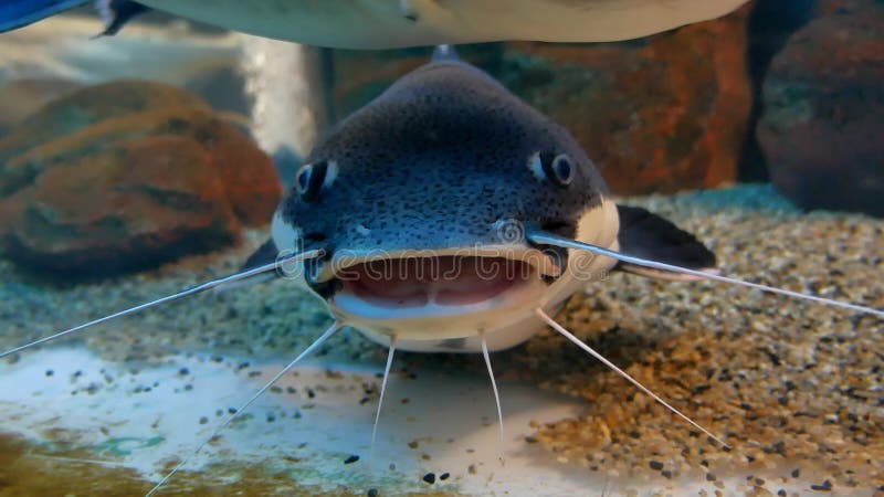 Sum W Oceanu Akwarium Ryba Od Oceanu W Akwarium Zdjęcie Stock - Obraz ...