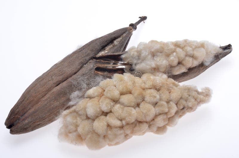 Sumaúma. imagem de stock. Imagem de branco, seda, macio - 30496897