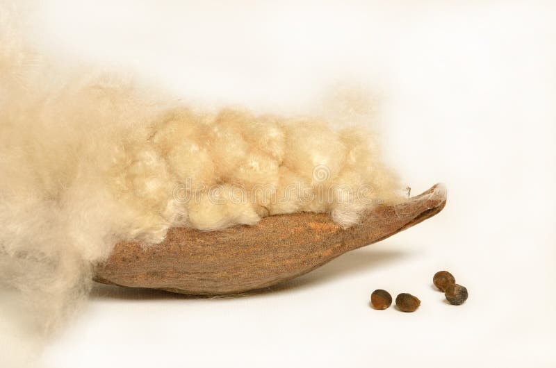 Sumaúma. imagem de stock. Imagem de branco, seda, macio - 30496897