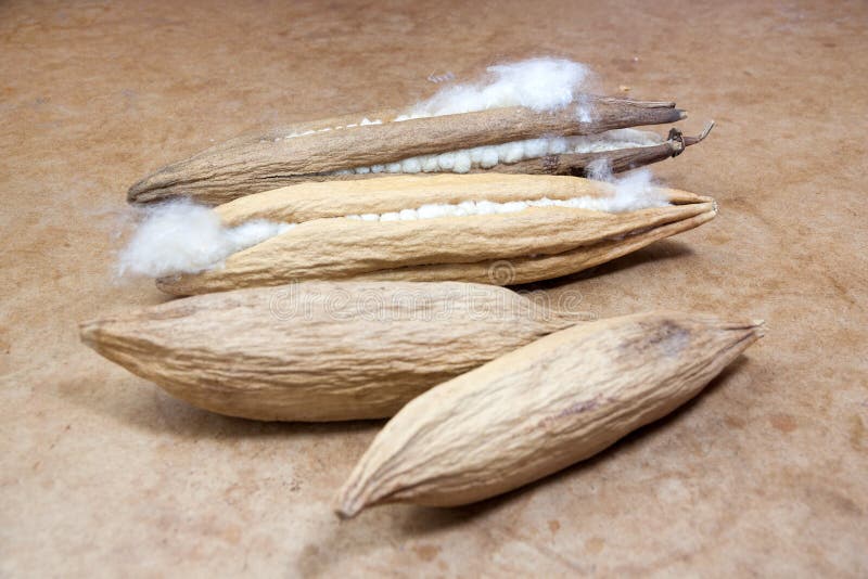 Sumaúma de duas sementes imagem de stock. Imagem de material - 55879987