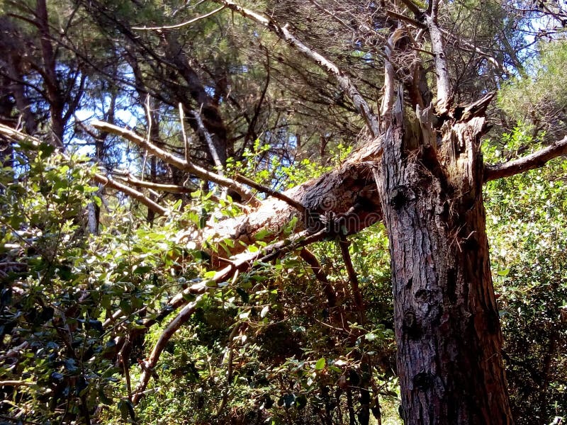 Suma stock image. Image of suma, grass, tree, forests - 120663873