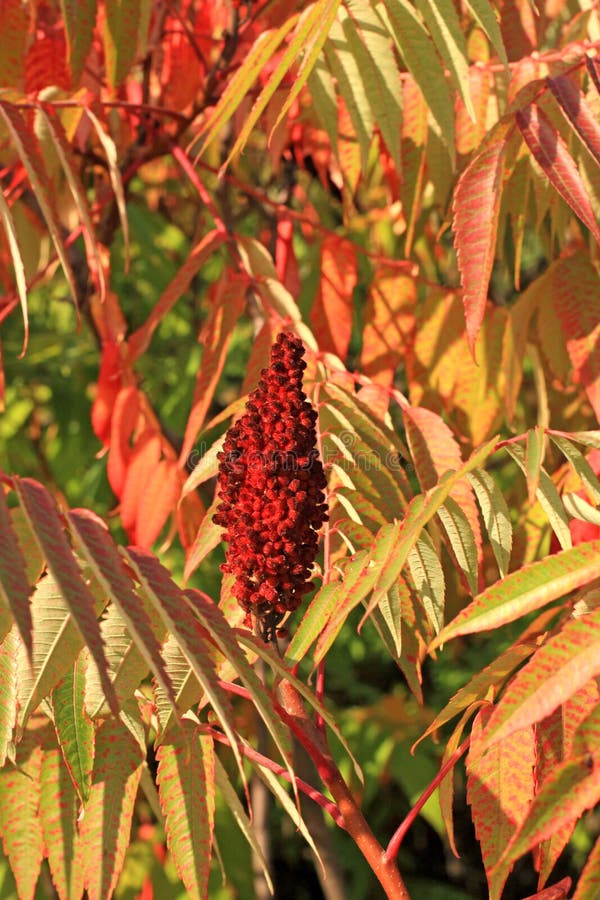 Sumac stock photo. Image of color, thanksgiving, season - 7015636