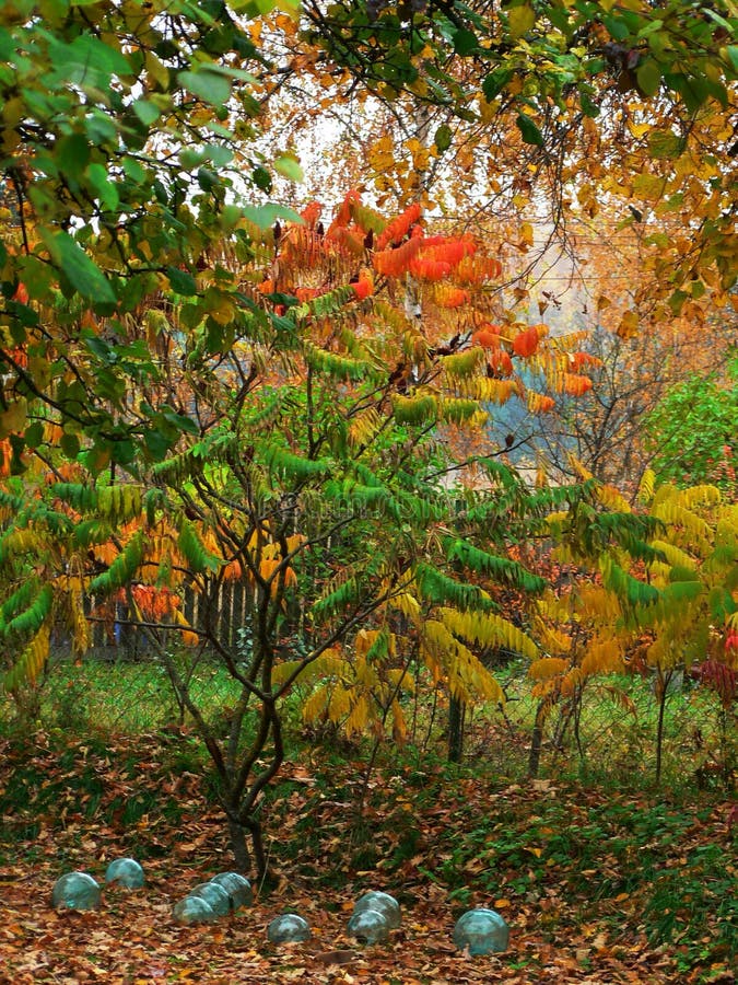 Sumac stock photo. Image of fall, sumac, garden, nature - 93967784