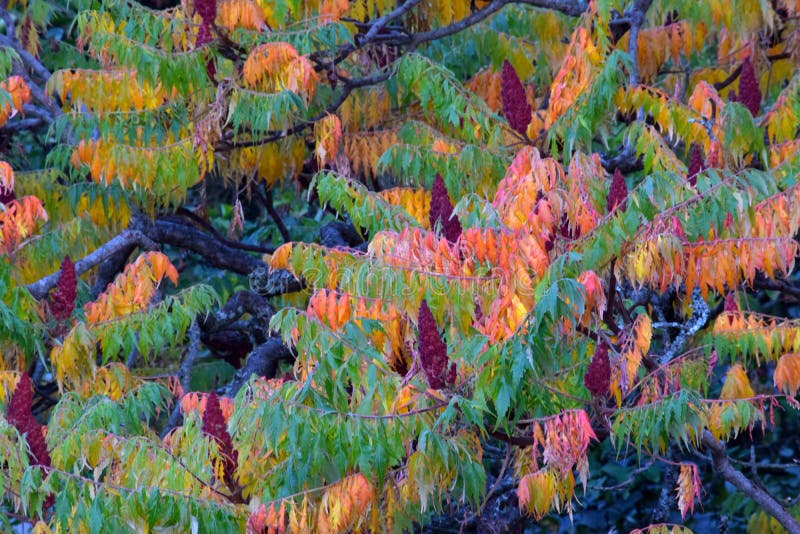 Sumac Autumn Leaf Abstract 01 Stock Photo - Image of botanical, sumacs ...