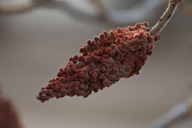 Sumac Buds on a Tree Branch Stock Photo - Image of ball, closeup: 93280610