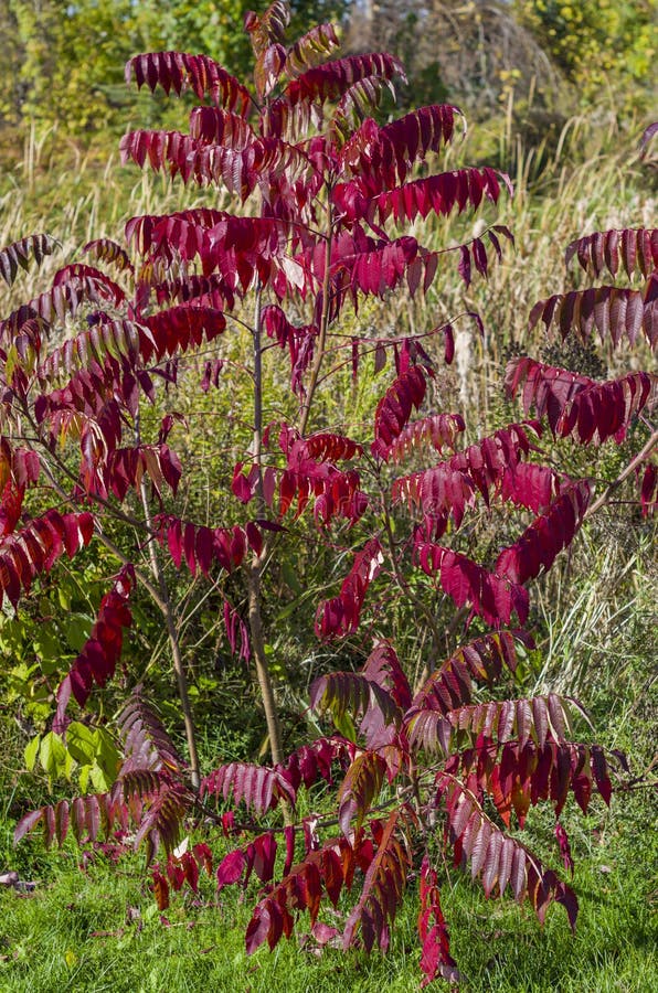 Sumac bush stock image. Image of bobs, deciduous, fuel - 92181919