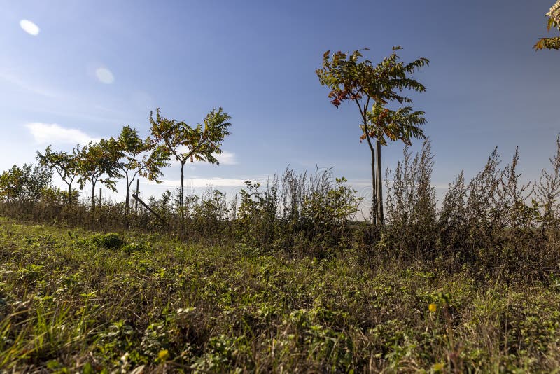 A Row of Sumac Trees To Fence the Field and Divide it into Sections ...
