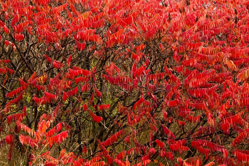 Sumac Grove in a Field of Wild Plants Stock Photo - Image of branches ...