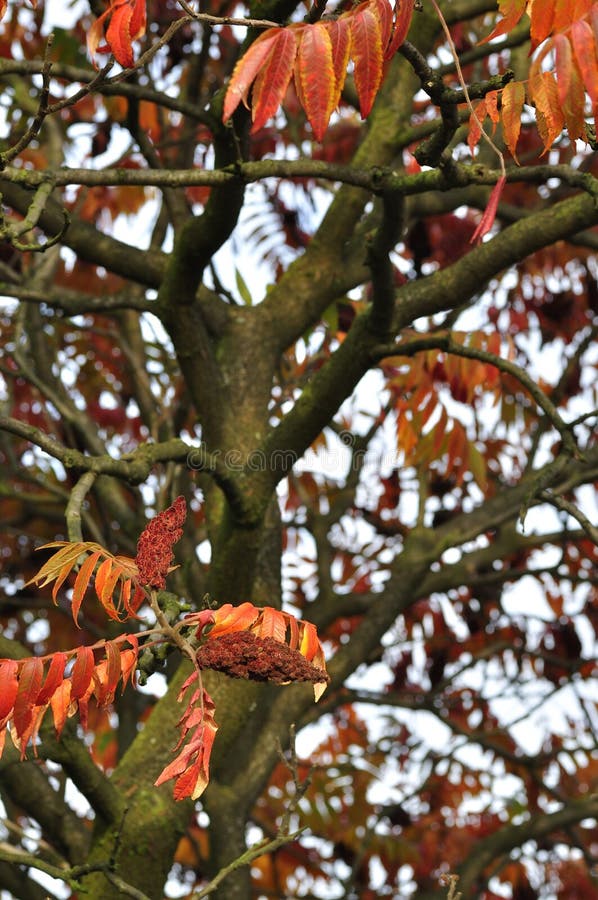 Sumac tree stock image. Image of panicles, flower, shrub - 48421909