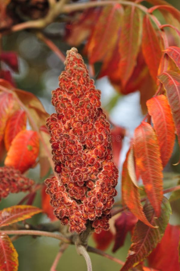 Sumac tree stock image. Image of panicles, flower, shrub - 48421909