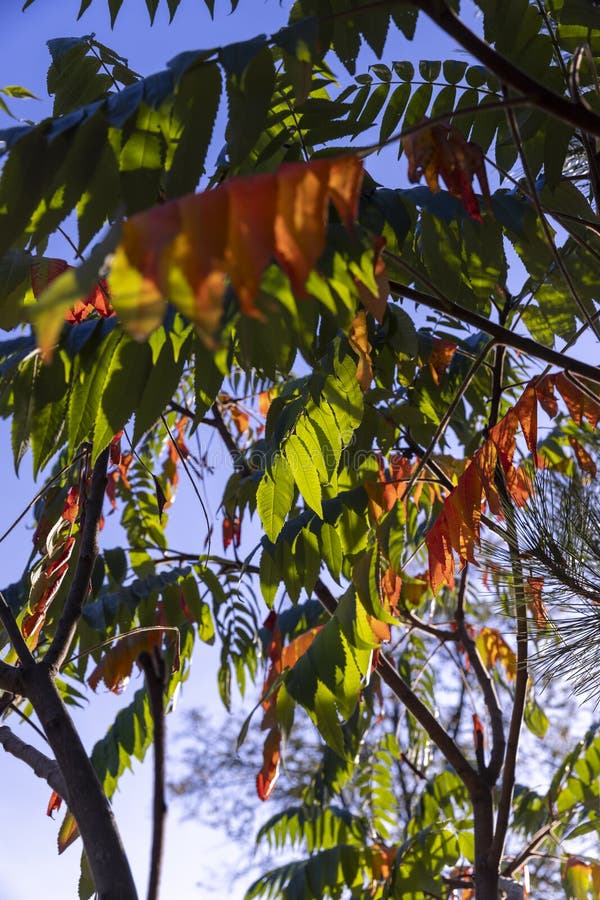 Sumac Tree in the Autumn Season with Foliage Changing Color Stock Photo ...