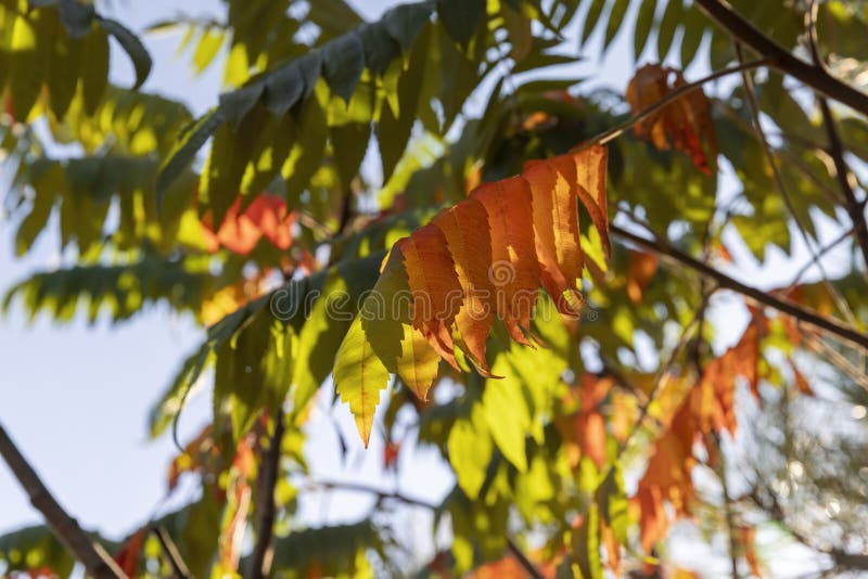 Sumac Tree in the Autumn Season with Foliage Changing Color Stock Image ...