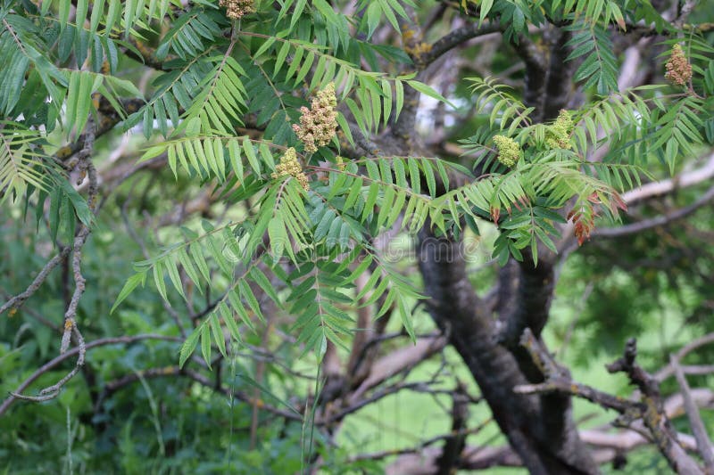 Heatdamagedleaves Stock Photos - Free & Royalty-Free Stock Photos from ...