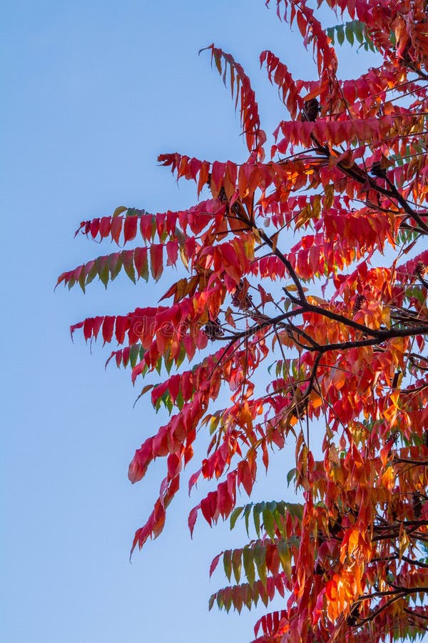 Sumac tree leaves stock image. Image of foliage, green - 164745801