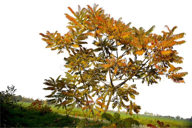 Sumac Tree with Leaves on a White Background. Stock Image - Image of ...