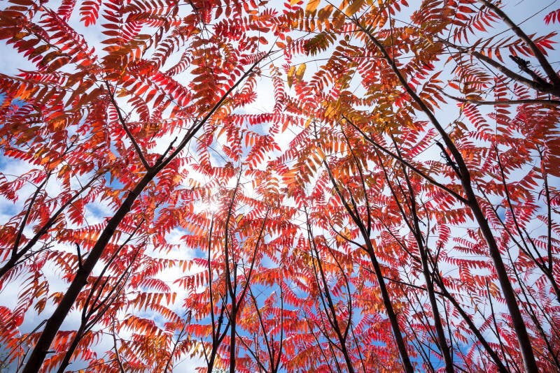 Colourful Sumac in autumn stock photo. Image of autumn - 146511006